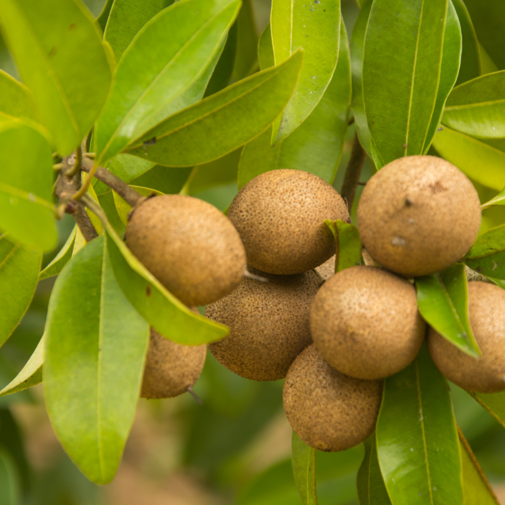 Chicle (Chewing Gum) in Quintana Roo – AGF Mexico properties
